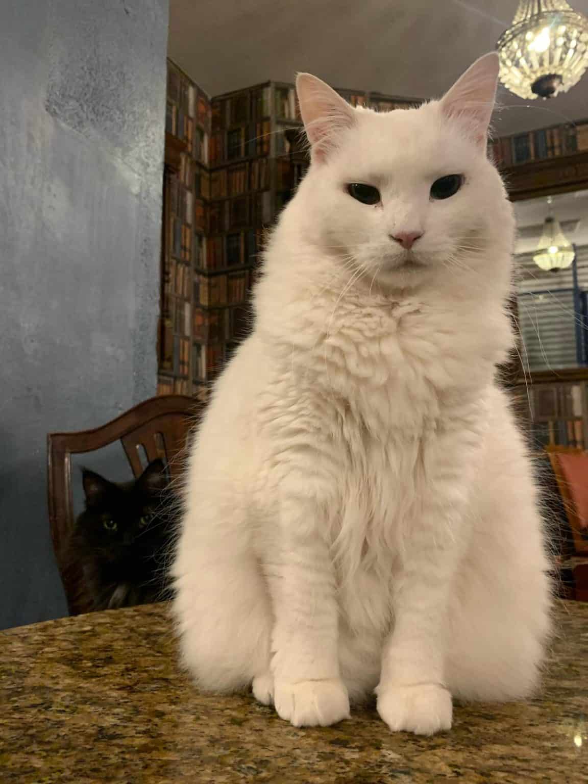 8 Best Cat Cafes in Paris for a Fluffy Visit in 2024 - Travels On Point