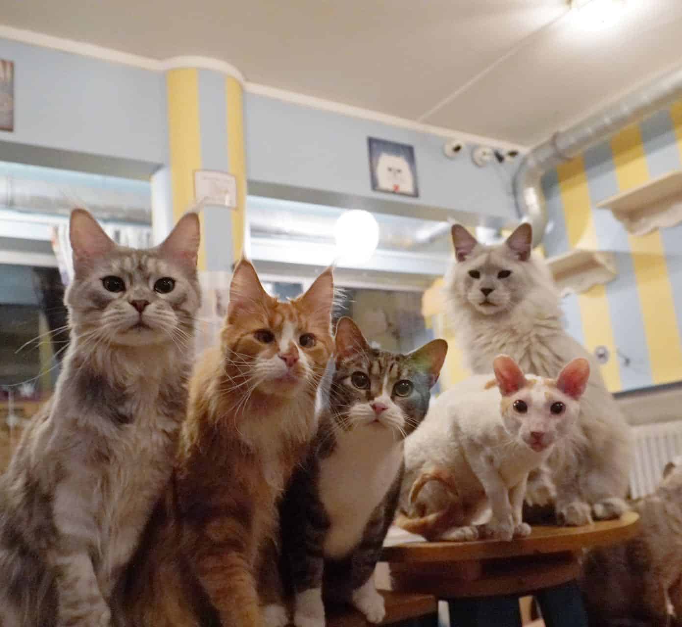 8 Best Cat Cafes in Paris for a Fluffy Visit in 2024 - Travels On Point
