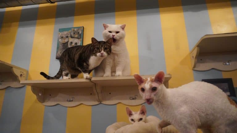 8 Best Cat Cafes in Paris for a Fluffy Visit in 2024 - Travels On Point